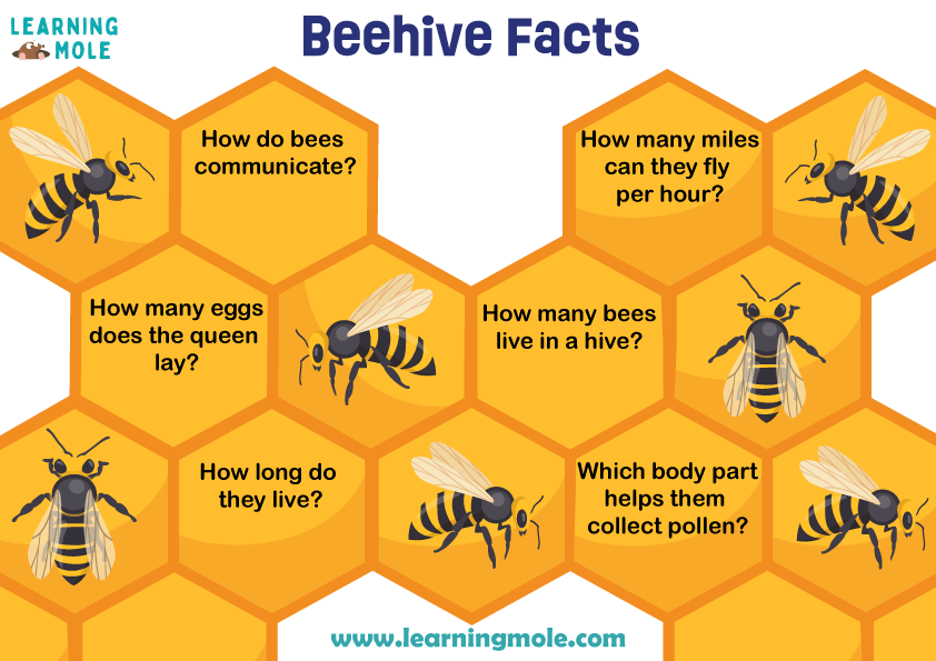 Animals Resources and Activities for Kids