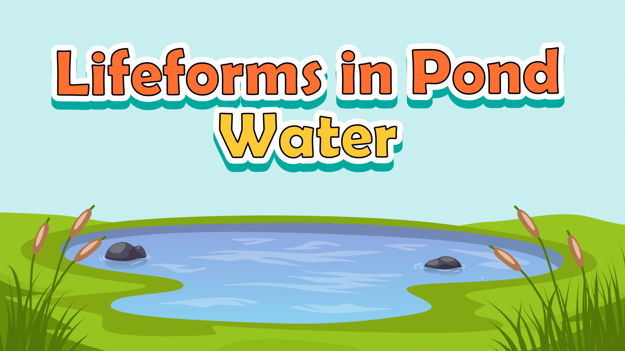 Invisible Lifeforms in Pond Water: Unveiling the Hidden Microcosm ...