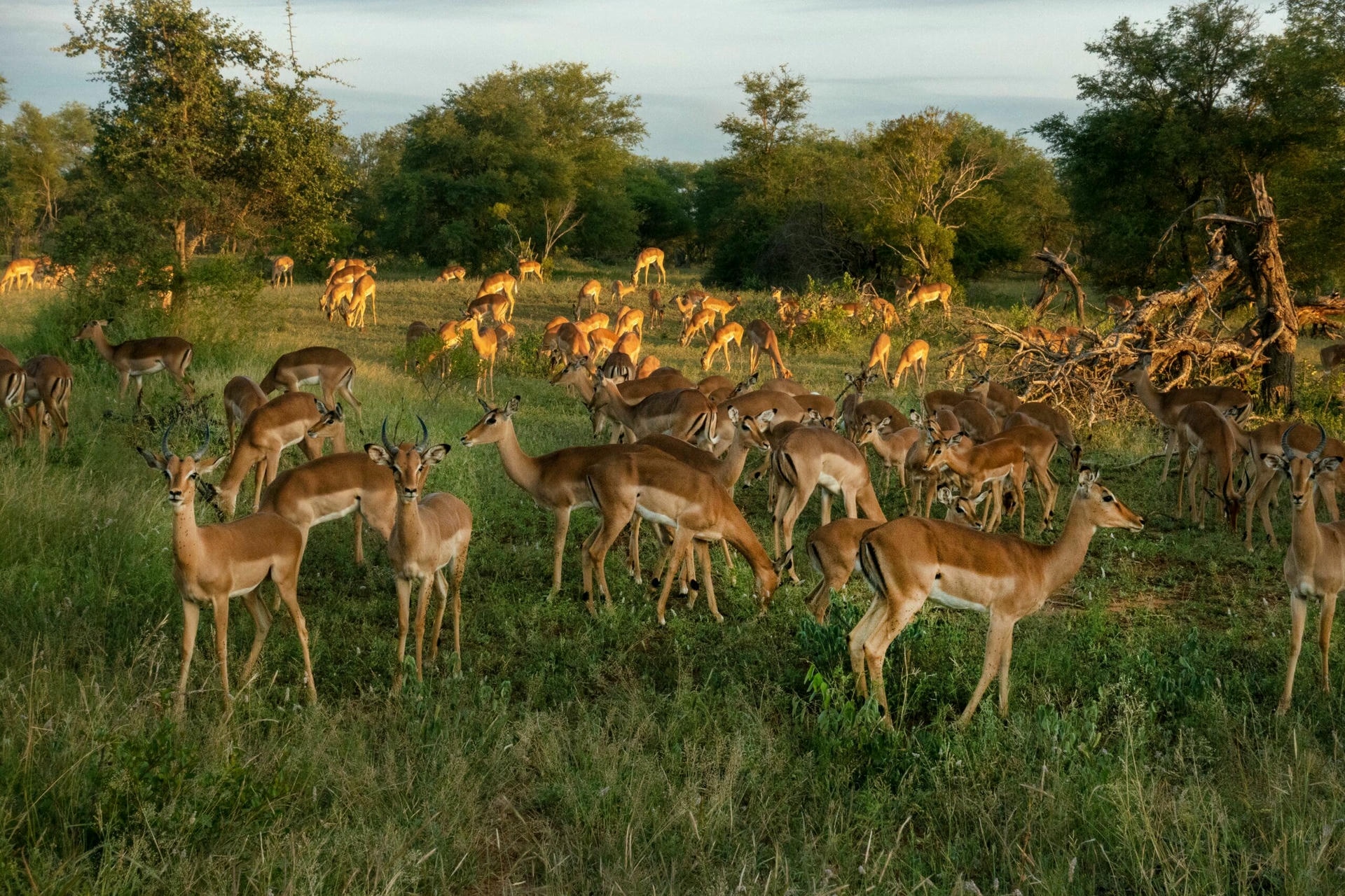 Safari Statistics: Awesome Animal Populations Unveiled