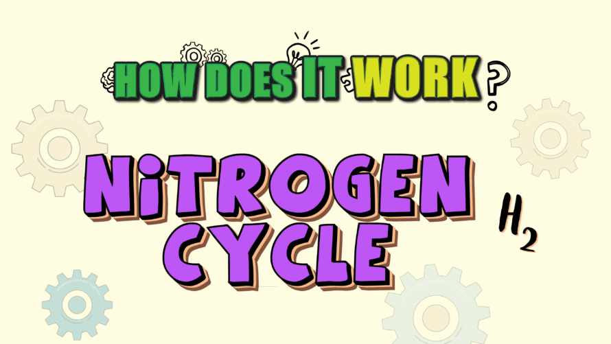Nitrogen Cycle - LearningMole