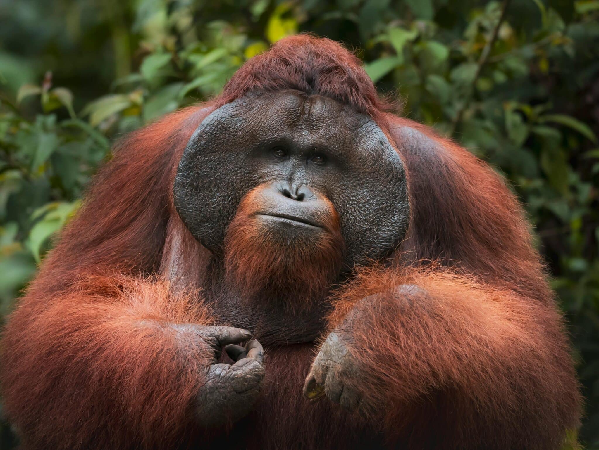 Orangutans Facts for Kids: The Red Apes of the Rainforest - LearningMole