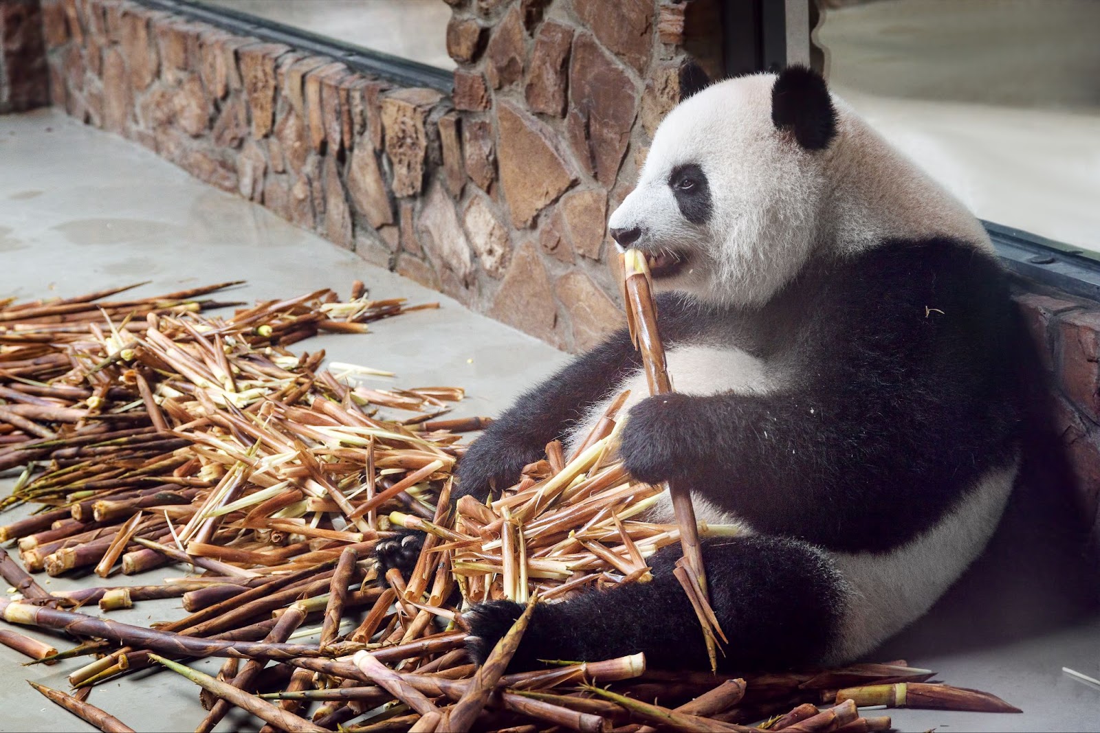 Pandas: The Amazing Vegetarian Predators That Just Escaped Extinction