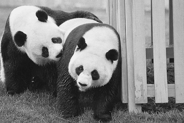 Pandas: The Amazing Vegetarian Predators That Just Escaped Extinction
