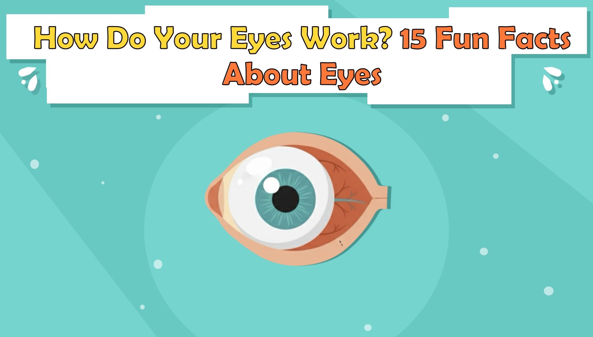 15 Interesting Facts About Eyes! How Your Amazing Eyes Work