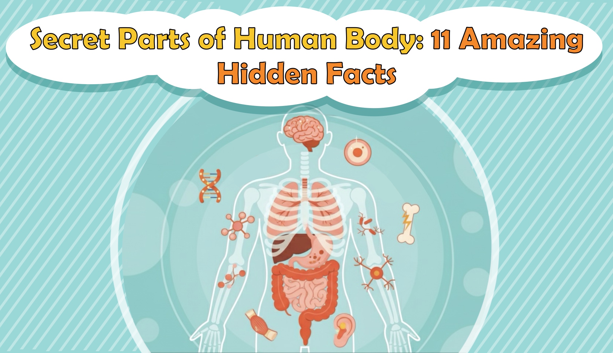 Secret Parts of Human Body: 11 Amazing Hidden Facts - LearningMole